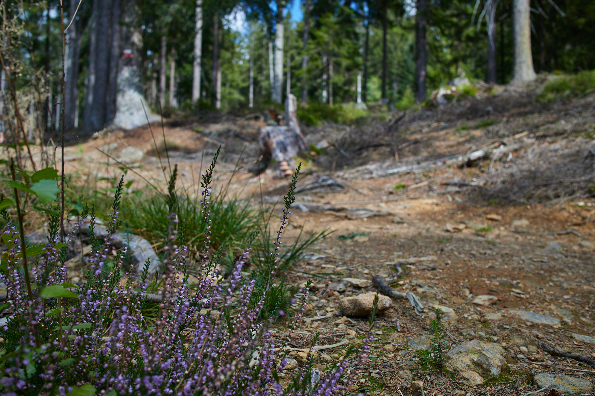 Wanderung zum Großen Osser im Bayerischen Wald | https://deutschland ...