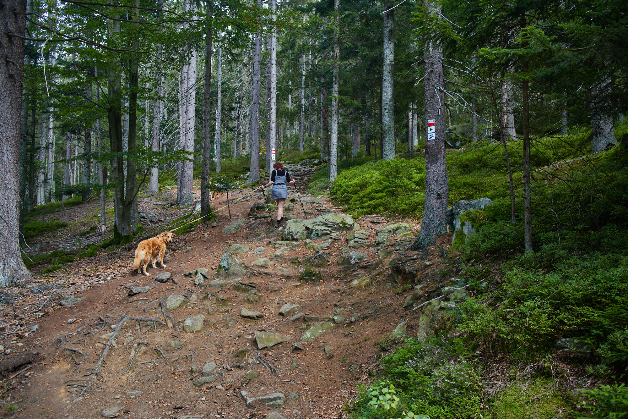Wanderung zum Großen Osser im Bayerischen Wald | https://deutschland ...