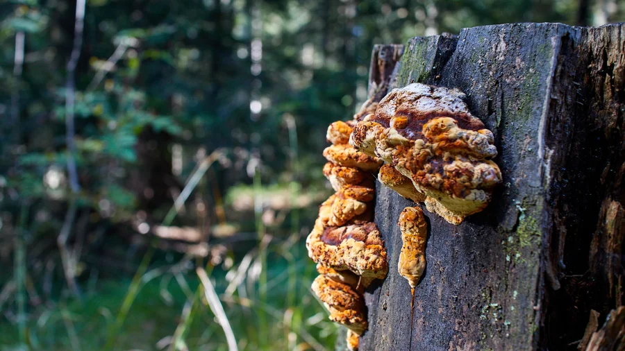 Wanderung zum Großen Osser im Bayerischen Wald